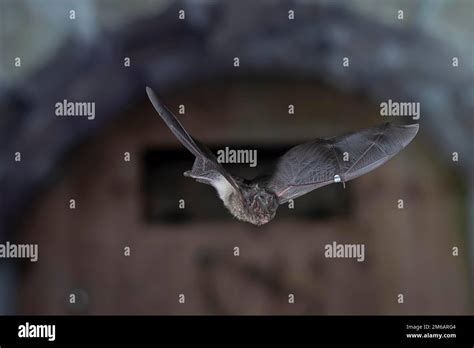 Western Barbastelle Barbastella Barbastellus Ringed Pug Bat In Flight