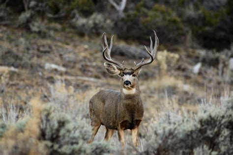 What Are Mule Deer And Why Are They Called That Huntwise