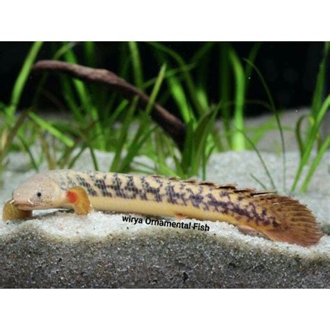 Jual Ikan Polypterus Teugelsi Palmas Teugelsi Indonesiashopee Indonesia