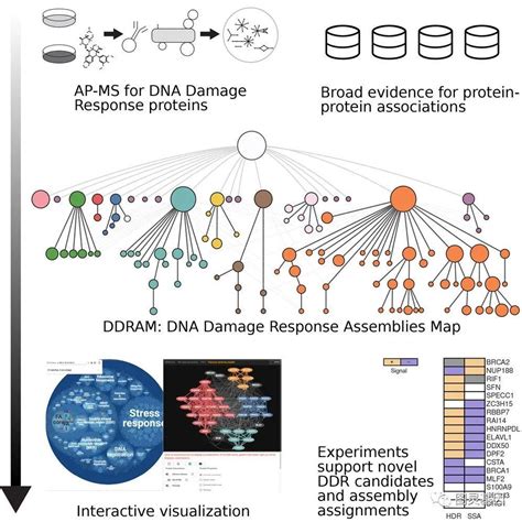 Cell Sys Ucsd医学院多尺度系统绘制dna损伤反应图谱 知乎