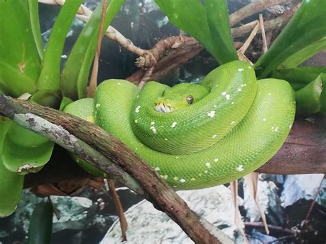 Boop The Snoot~ Scrolller