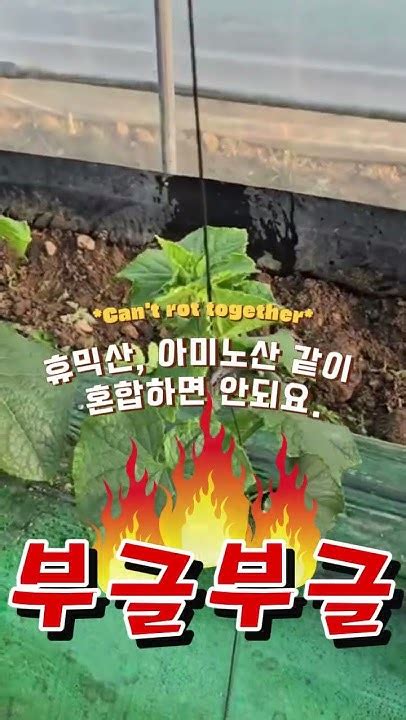 황정근오이재배방법재배기술토양소독 방법과산화수소처방 Youtube