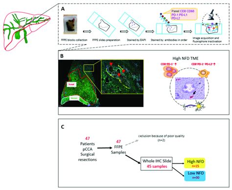 Overview Of Study Workflow A The Formalin Fixed Paraffin Embedded