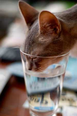 23 Water Domestic Cat Ufo Cats Protection Learnonline