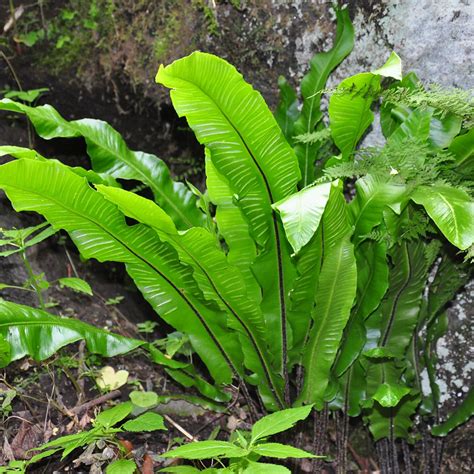 Asplenium Scolopendrium Leafwise