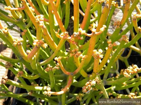 Euphorbia Tirucalli Cultivar Rosea Kumbula Indigenous Nursery