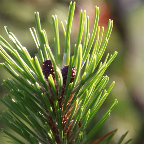Dwarf Mugo Pine Care Guide Plantly