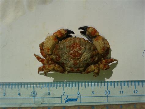 Hi Can Anyone Help Me Identify This Two Crab Species