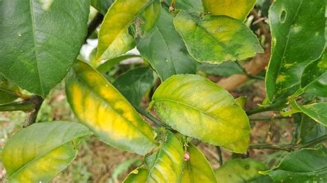 Citrus Care Guide Kats Garden