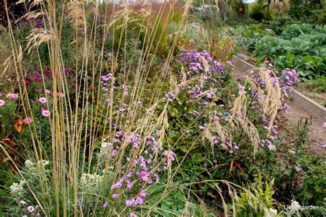 Prairie Grassenborder Midden September Plants Garden Borders