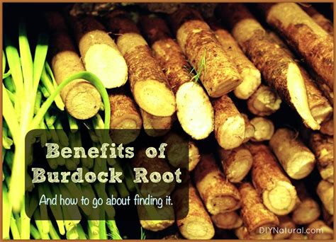 Burdock Root Benefits What Its Good For And How To Get It