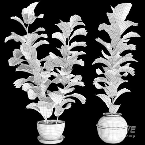 Bonsai Jungle Ficus Fiddle Leaf Fig 444 3d Model Maxve