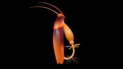 Cockroach Digestive System