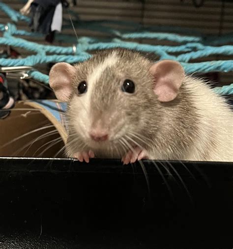 Mom I Peed The Bed R Rats