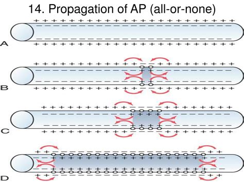 Ppt 1 Distribution In Ecf Vs Icf Powerpoint Presentation Free