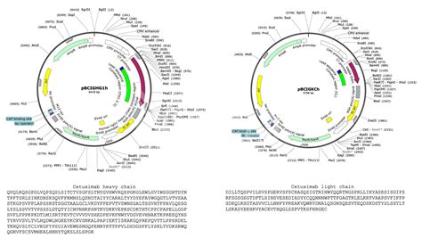 Cetuximab Biosimilar Antibody Bicell Scientific®