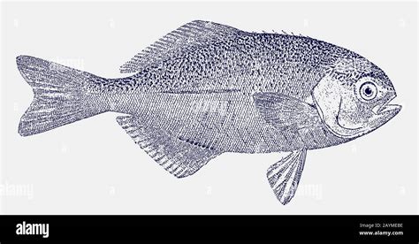 Perciformis Stock Vector Images Alamy