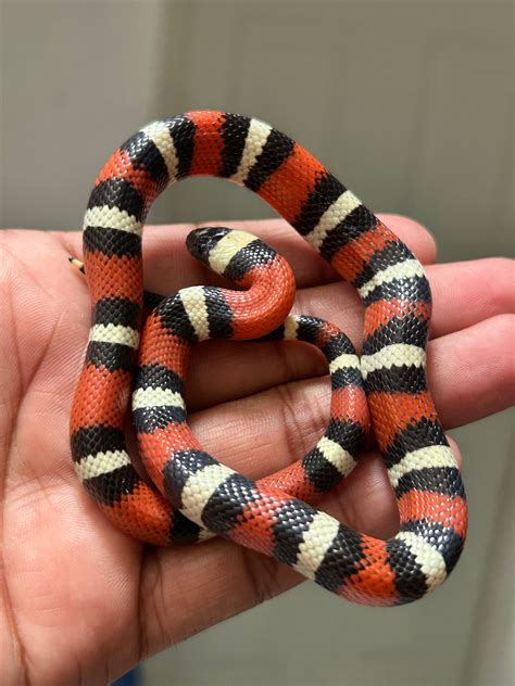 Serpientes Alfareptiles