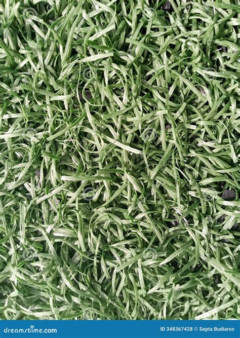 This Synthetic Grass Looks Very Similar To Real Grass With Long Thin