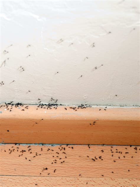 Effective Pest Control Solutions Wright Choice Pest Control Llc