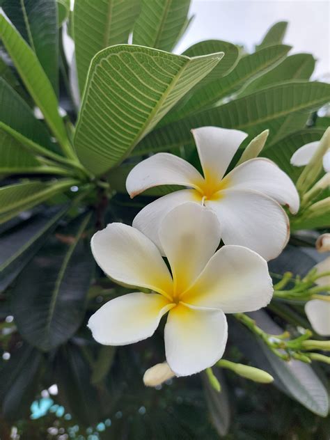 Snap Pic Of A Calachuchi R Itookapictureph