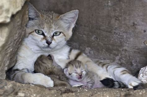 Watch Newborn Sand Kittens Delight At Israeli Zoo The Times Of Israel