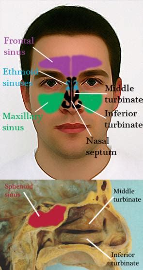 Sinuses Of The Nose Sale Online