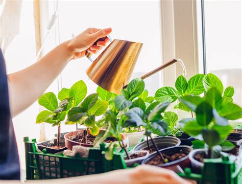 The Easy Way To Propagate Hydrangeas Backyard Boss