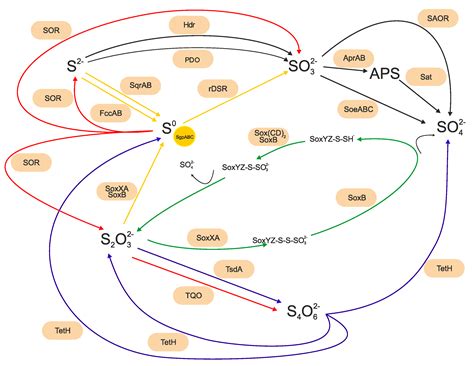 Sulfur Cycle Bacteria