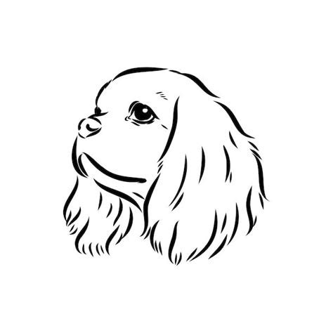 How To Draw Cavalier King Charles
