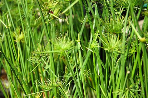 Structure Of A Leaf Botany Educational Education Vector Botany