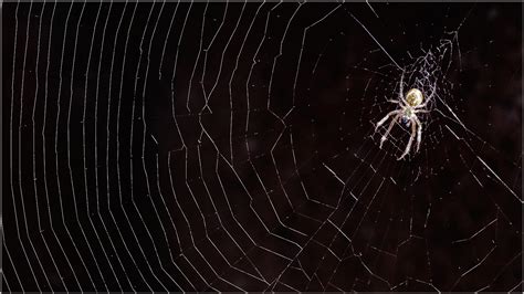 Memoria Visual De Un Desmemoriado Y La Araña Desplegó Su Red