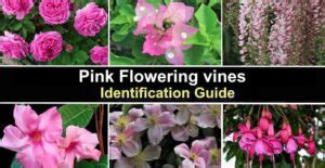 25 Pink Flowering Vines Identification Guide With Pictures