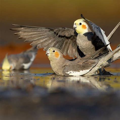 Cockatiels In The Wild