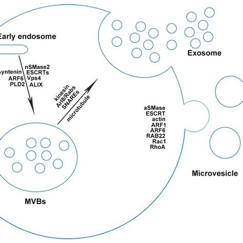 schematic representation of evs biogenesis and release exosomes are