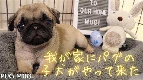【パグ子犬】かわいい赤ちゃんパグが我が家にやって来た♪【初日】 Youtube