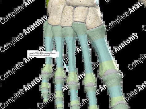Head Of Metatarsal Bone Anatomy Bony Pelvis And Lower Limb
