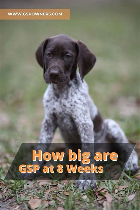 How Big Are Gsp At 8 Weeks Artofit