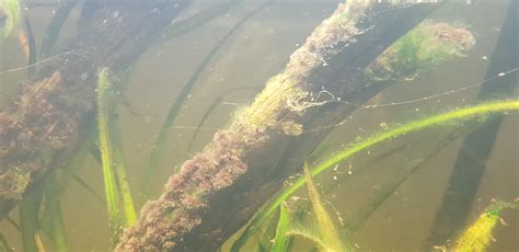 Weird String Like Algae Never Seen It Before Aquarium