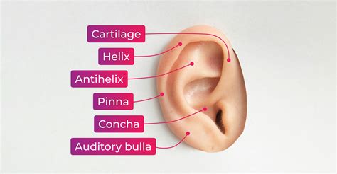 External Ear Anatomy Concha