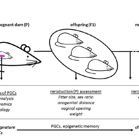 Presumed Transgenerational Effect Of Endocrine Disruptors A