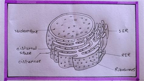How To Draw Endoplasmic Reticulum Step By Step Youtube