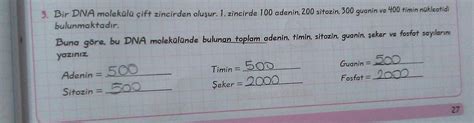 3 Bir Dna Molekülü çift Zincirden Oluşur 1 Zincirde 100 Adenin 200 Sitozin 300 Guanin Ve