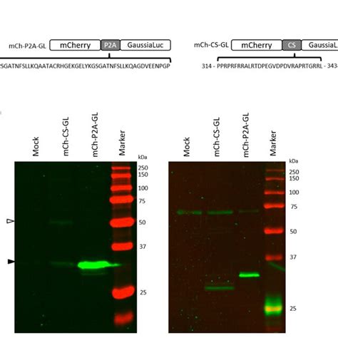 Cloning Of The Cs Sequence Into Reporter Constructs Transfers Cleavage
