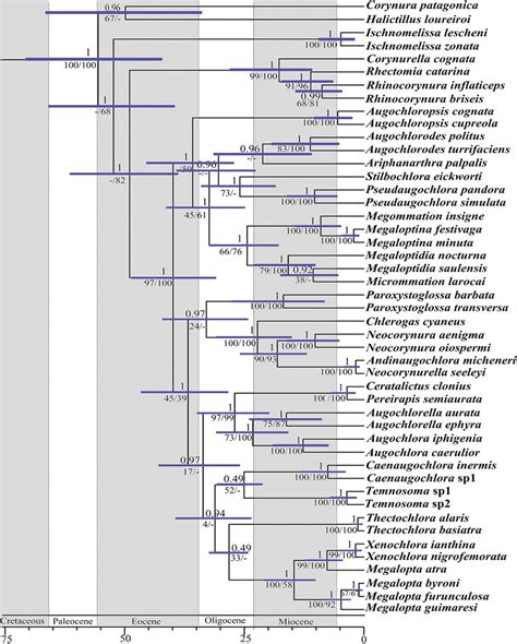 Bayesian Tree Based On Molecular Analysis The Numbers Above The