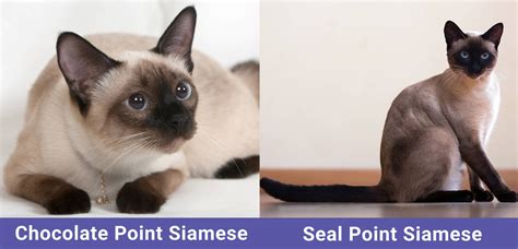 Are Seal Point Siamese Cats Rare