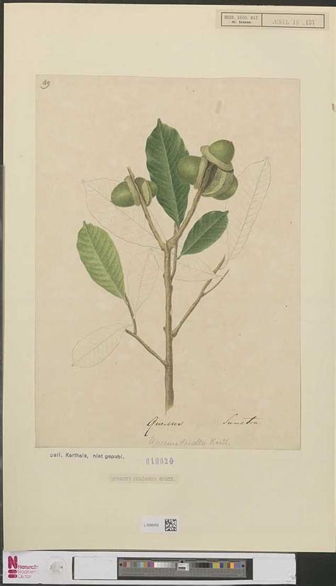 Lithocarpus Lucidus Wikiwand