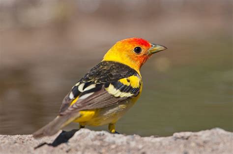 19 Yellow Birds With Black On Wings Inc Awesome Photos