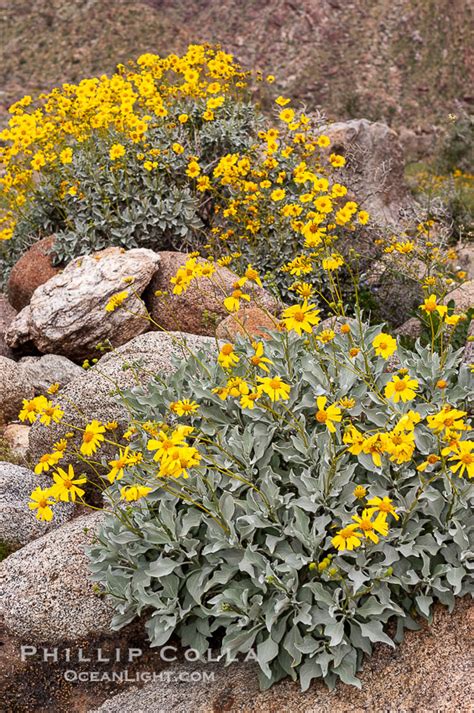 Brittle Bush