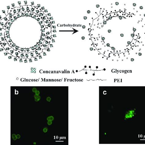 Assembly Of A Polydopamine Pda Film Onto A Particle And Subsequent